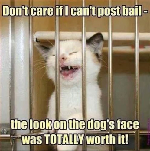 50+ Jail Memes and Prison Memes Reviewed [2020 Edition] - Healing Law